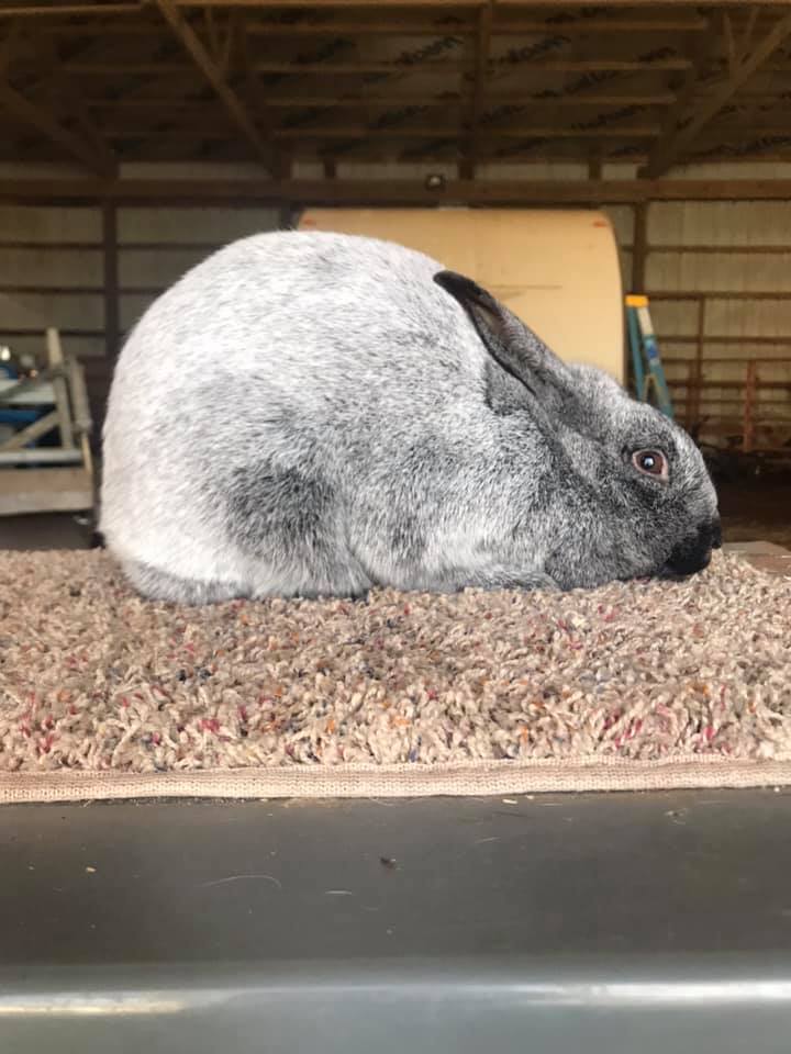 Home | Champagne d'Argent Rabbit Federation